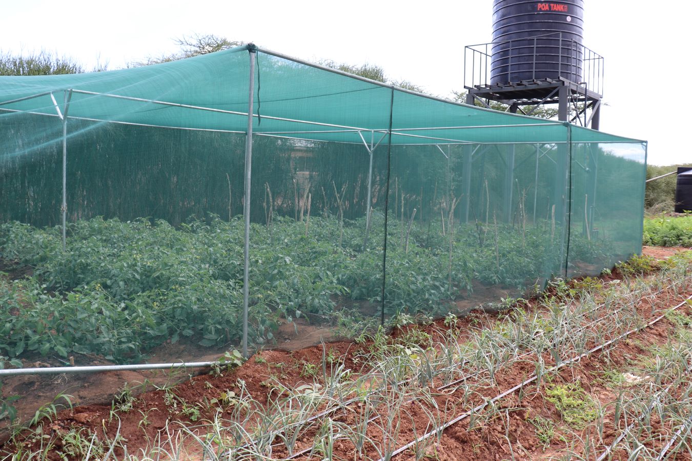 Food Security and Livelihoods - Caritas Isiolo